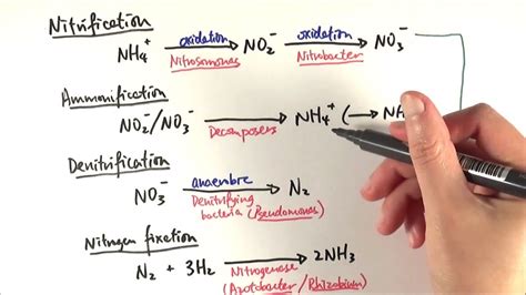 Ammonification Nitrogen Cycle