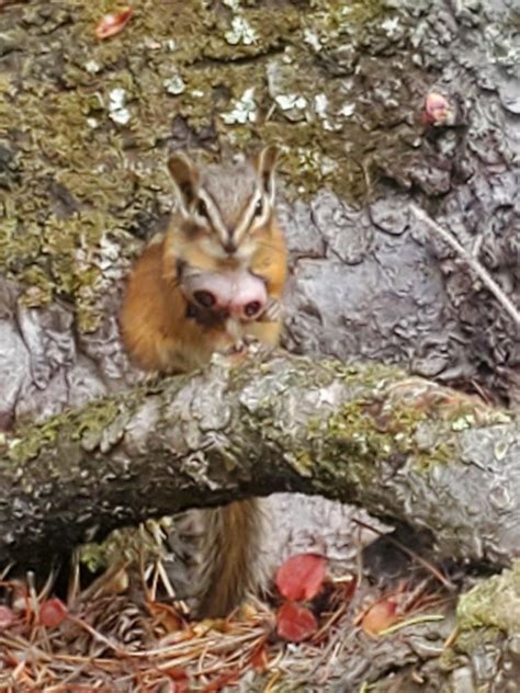 Best Chipmunk Posts Reddit