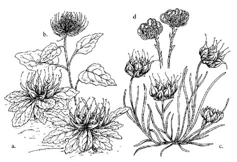 Physoplexis Alpine Garden Society