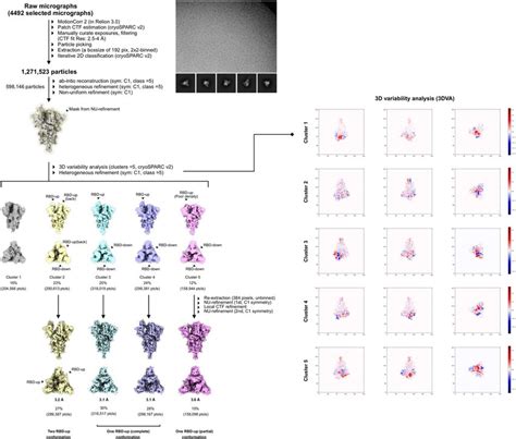 Workflow For Cryo Em Data Processing Of Apo S Uk Overview Of The