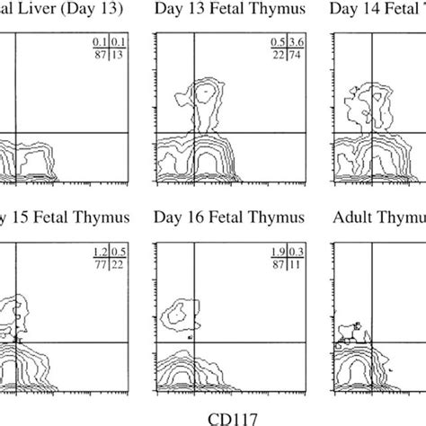 Identification Of A Novel Nk11⁺cd117⁺ C Kit Fetal Thymocyte