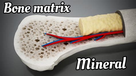 Bone Matrix