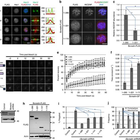Borealin Structurefunction Analysis A Immunofluorescence Using