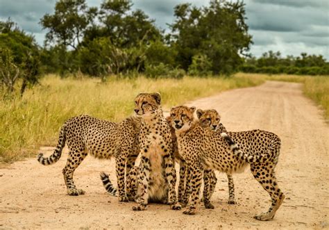 revolutionizing database development the impact of javascript procedures