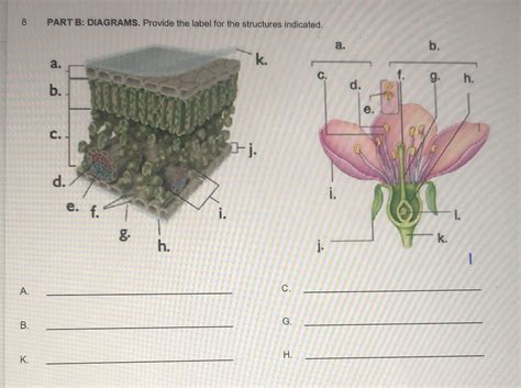 Solved Part B Diagrams Provide The Label For The Structures