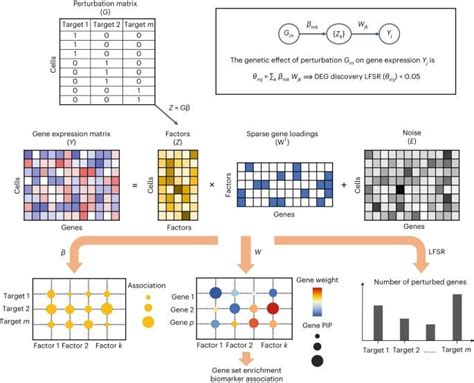 A New Bayesian Factor Analysis Method Improves Detection Of Genes And Biological Processes