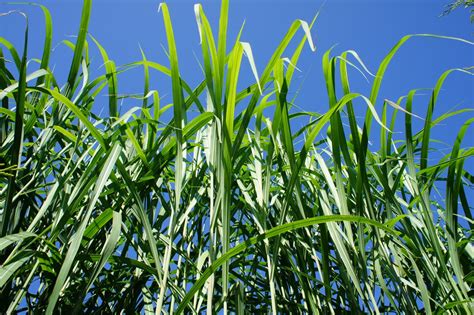 Care Of Jumbo Grass Autumn Work