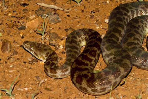 Stimsons Python Project Noah