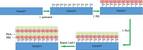 Schematic Representation Of The Layer‐by‐layer Assembly Process The Download Scientific