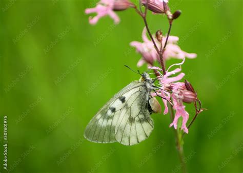 Clouded Apollo Parnassius Mnemosyne Butterfly Sucks Nectar Eating