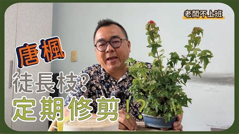 徒長枝是什麼唐楓~別放任枝條肆意的生長要定期修剪 老闆不上班 Youtube