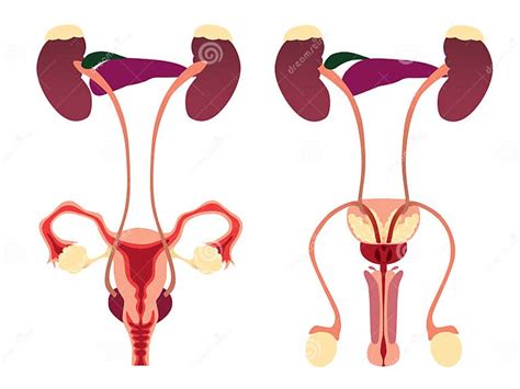 Human Male And Female Reproductive And Urinary System Diagram Stock