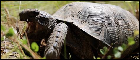Gopher Tortoise Facts Films Conservation Efforts And Research
