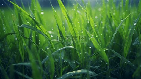 春季谷雨唯美治愈自然草地高清摄影大图 千库网