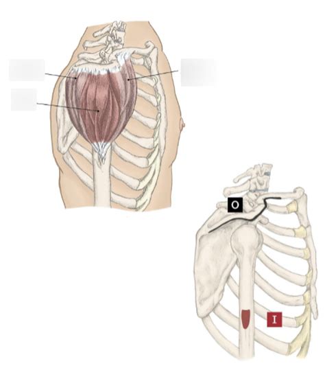 Deltoid Diagram Quizlet