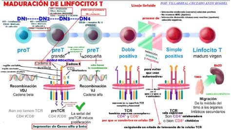 Maduración Linfocito T Pdf