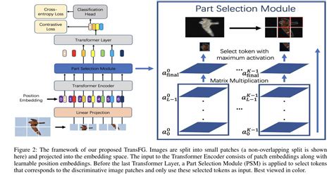 Transfg A Transformer Architecture For Fine Grained Recognition 제2부