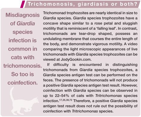 The Conundrum Of Feline Trichomonosis The More We Learn The ‘trickier