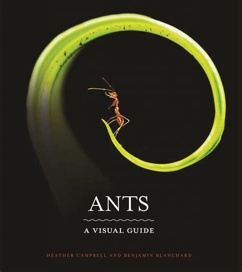 Ants A Visual Guide Nokomis