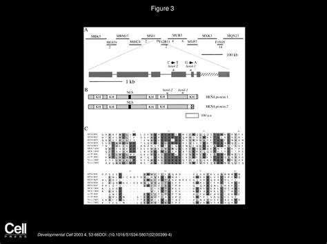Two RNA Binding Proteins HEN4 And HUA1 Act In The Processing Of AGAMOUS Pre MRNA In