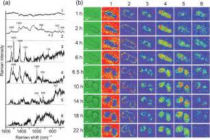 Molecular Component Distribution Imaging Of Living Cells By Multivariate Curve Resolution