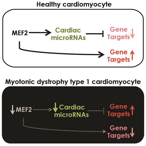 Myotonic Dystrophy Disrupts Normal Control Of Gene Expression In The