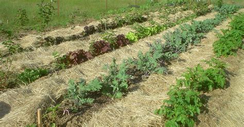 The Sharing Gardens More On Mulch