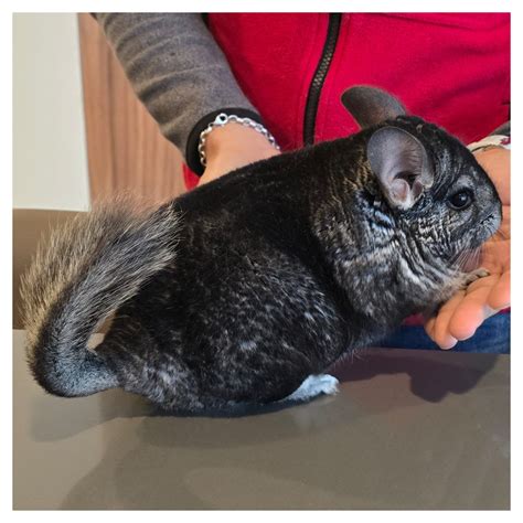 Diferentes Tipos De Chinchillas
