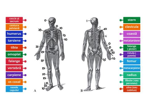 Scheletul Labelled Diagram