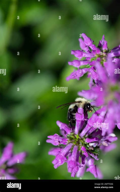 Bumble Bee On Nepeta Foraging For Food And Polinating Flowers Stock Photo Alamy