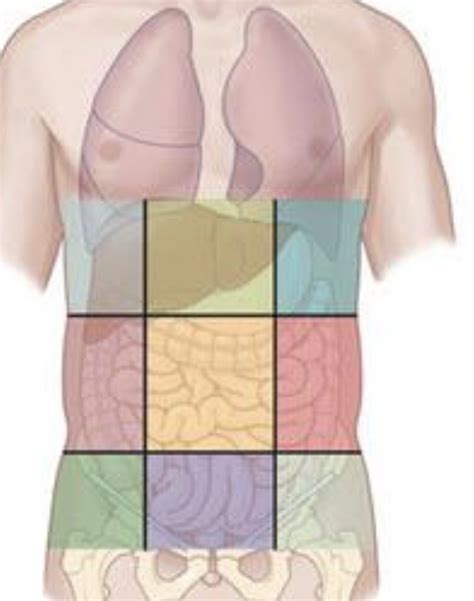 9 Regions Of The Abdomen 9 Region Of Abdomen Ppt