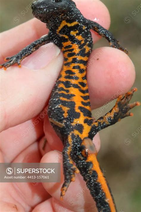Underside Of A Female Northern Crested Newt Isere France Superstock