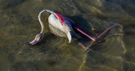 مدیرکل حفاظت محیط زیست مازندران تلفات مشکوک پرندگان در میانکاله و خلیج گرگان از ۲۰ هزار قطعه