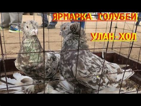 Выставка продажа голубей в Улан Холе респ Калмыкия! - YouTube