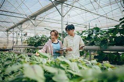 온실 밭에 있는 두 명의 아시아 농부가 태블릿 컴퓨터를 사용하여 작물 재배 기술에 기술을 적용하여 작물의 성장을 검사하고 기록합니다 기업가에 대한 스톡 사진 및 기타 이미지