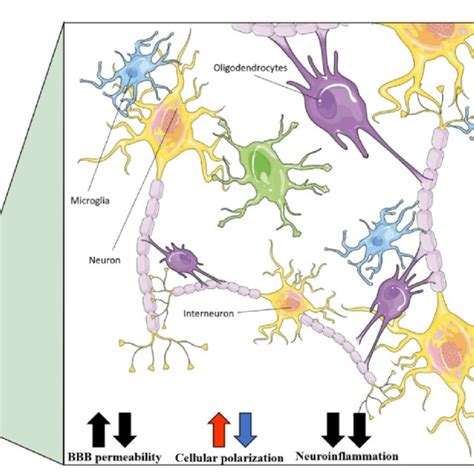 Coronal Section Of The Brain Showing The Deep Brain Structures That