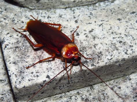 Health Risks And Solutions For Cockroach Infestations • Arrest A Pest