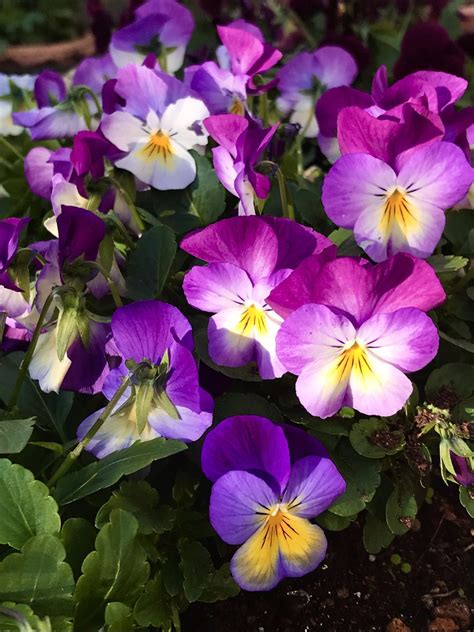 こうちゃんです👦🏻 ️ ️ On Twitter おはようございます🌼💕🍋🍀⋆ ｡ ⃘⋆