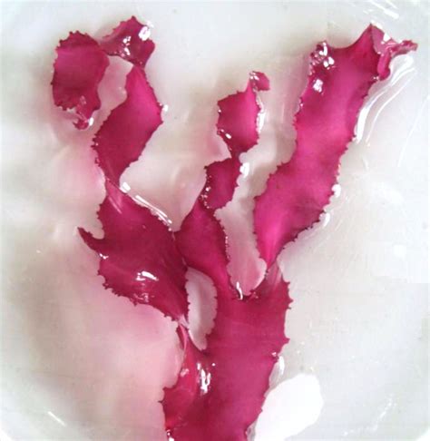 Live Rare Frag Red Ribbon Cryptonemia Crenulata Marine Macro Algae Plant Coral