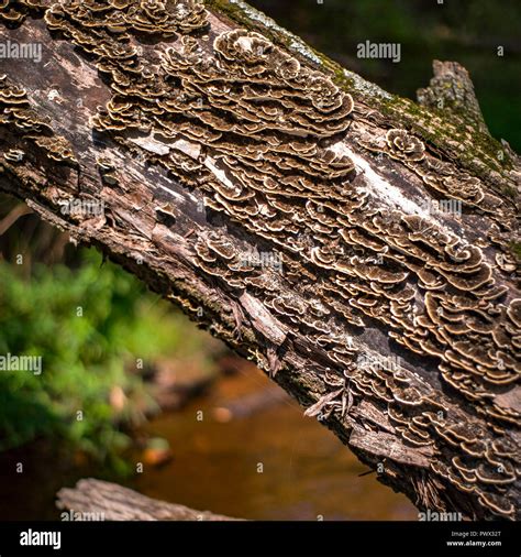 Mushrooms Growing On The Bark Of A Tree Stock Photo Alamy