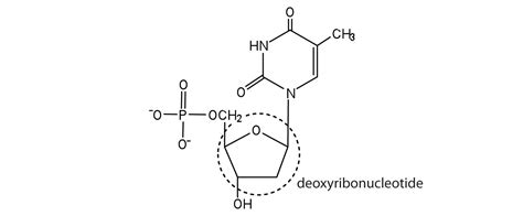 Deoxyribonucleotide
