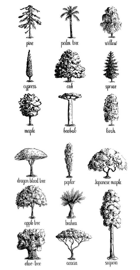 Trees Names In English With Pictures Artofit