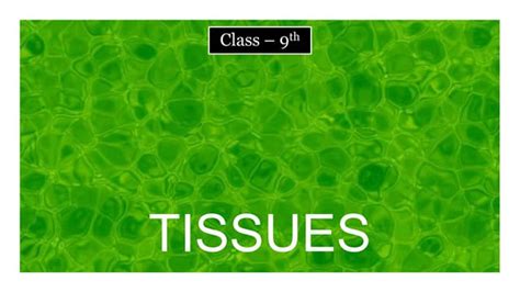 Tissues Class 9th Pptx
