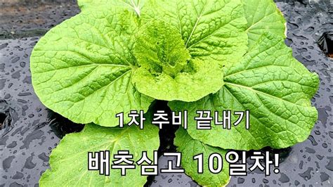 배추심고 10일차1차 추비 끝내기 잘자라고 있어요~ Youtube
