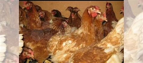 Несушки куры купить в Глинищево Животные и зоотовары Авито