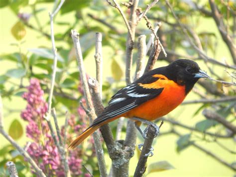 Baltimore Oriole And Orchard Oriole