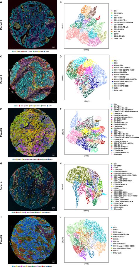 Representative Examples Of Multispectral Images And Uniform Manifold