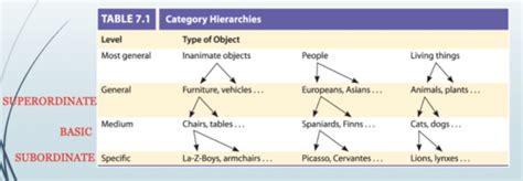 Conceptual Development Flashcards Quizlet