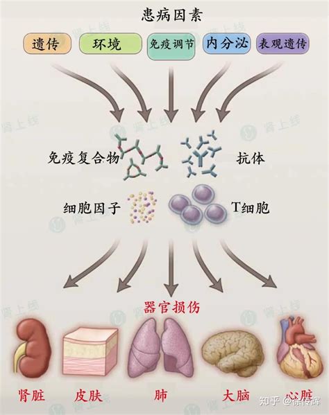 系统性红斑狼疮，怎么得的？难不难治？生活中必须注意的事？ 知乎