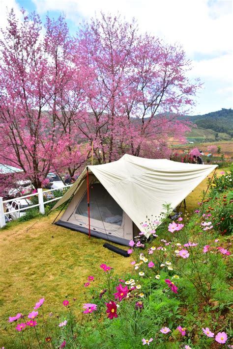 บ้านไร่สายหมอก ทุ่งดอกคอสมอสที่มีฉากหลังเป็นดอกนางพญาเสือโคร่ง สวยโรแมนติก